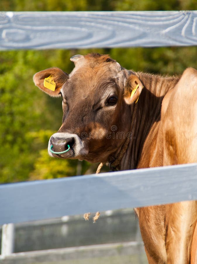 Portrait of a cow stock photo. Image of livestock, green - 14202056
