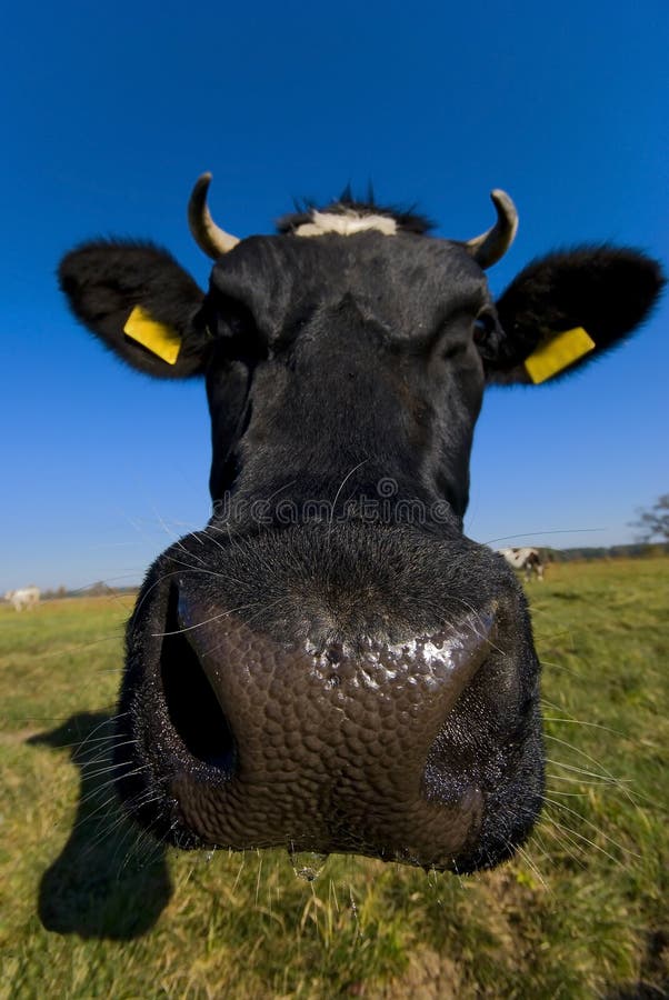 Portrait of the cow stock image. Image of horns, interesting - 16509899