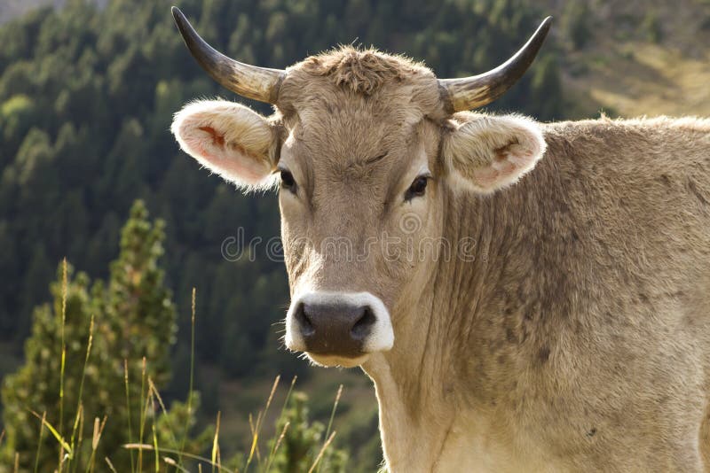 Portrait of a cow stock photo. Image of grass, meadow - 171780000