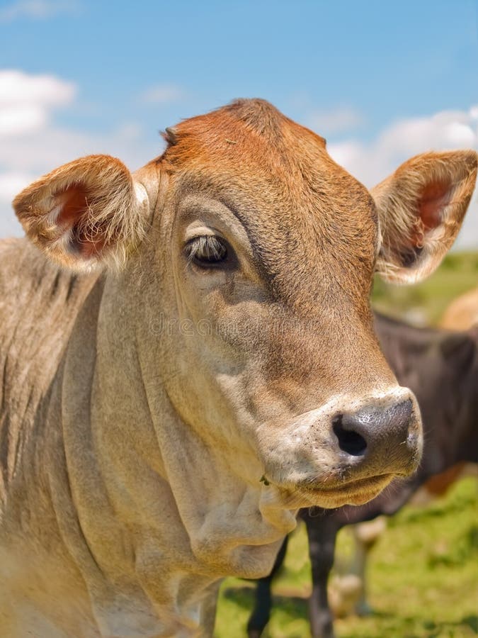 Portrait of a cow stock photo. Image of rural, ears, country - 20426670