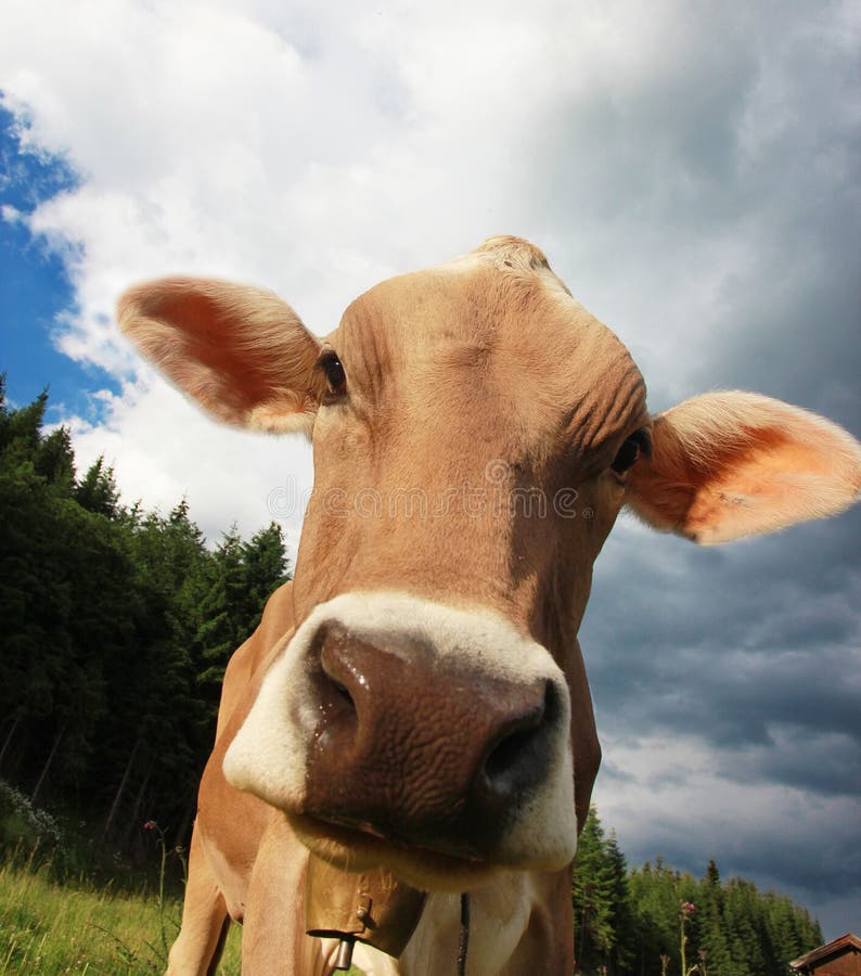 Portrait of Cow stock image. Image of closeup, nose, eating - 25702581