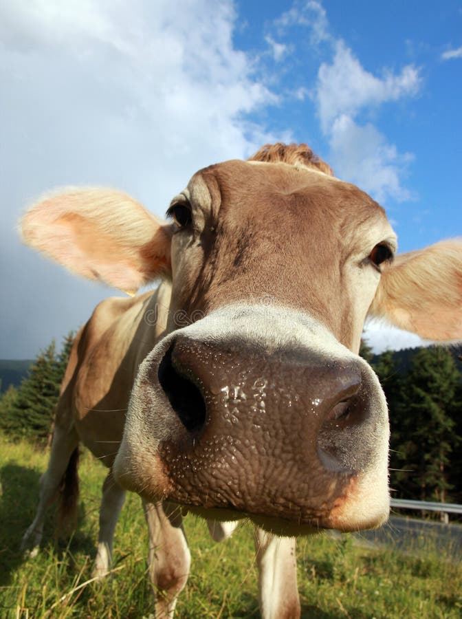 Cow, Funny Fisheye Nose Close Up Stock Photo - Image of face, funny ... Cow, Funny Fisheye Nose Close Up Stock Photo - Image of face, funny ...
