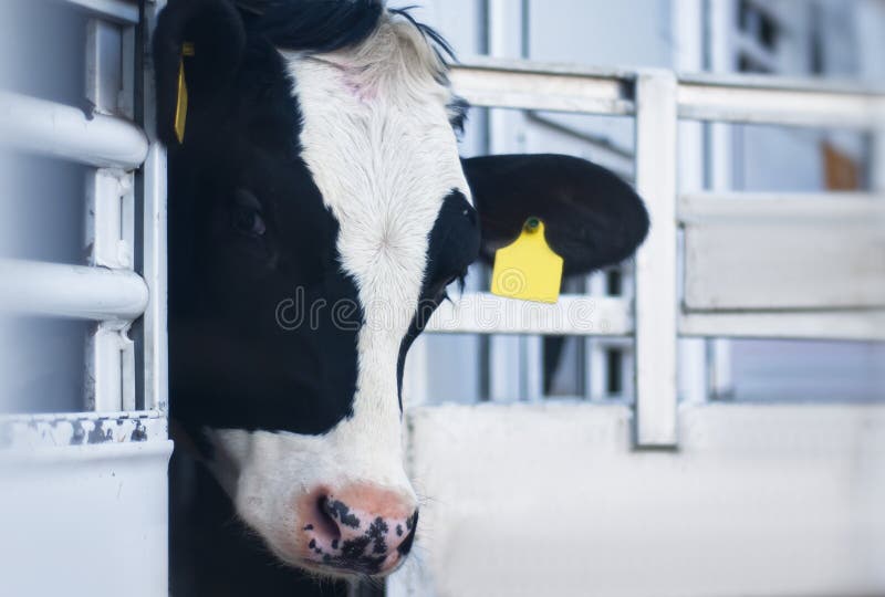 Portrait of a Cow in the Animal Transport Van Stock Image - Image of ...