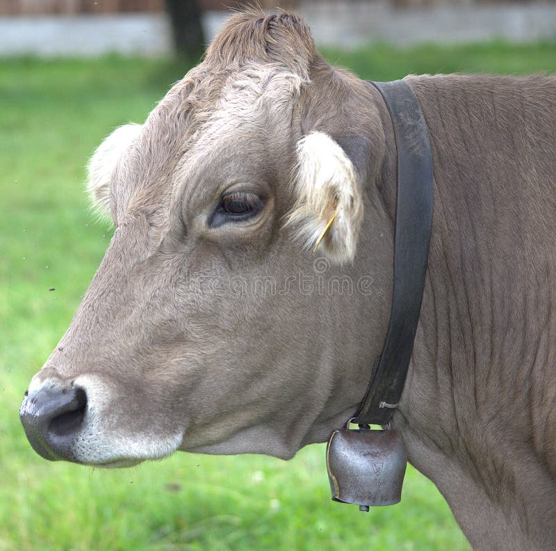 Portrait of a Cow with a Bell Stock Photo - Image of stand, collar ...