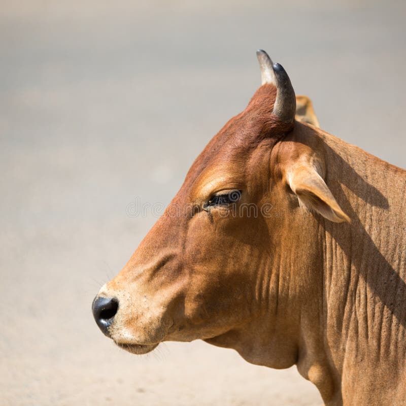 Portrait of a cow stock image. Image of street, life - 31320895