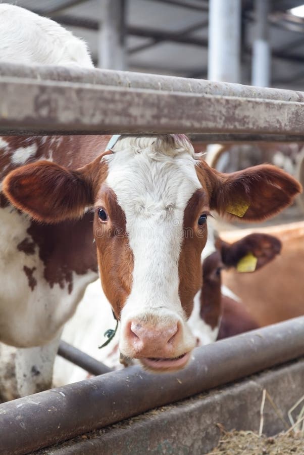 Portrait of a cow stock image. Image of cattle, feeding - 34916505