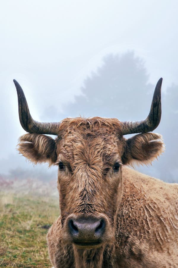 Portrait of a Cow Facing the Camera Stock Image - Image of field ...