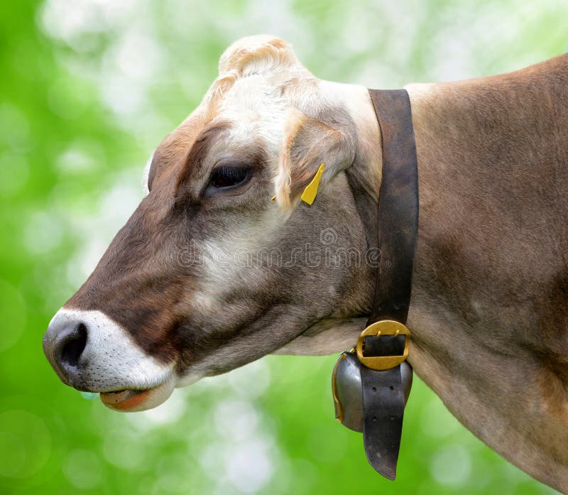 Portrait of a cow stock image. Image of nature, snout - 61784351