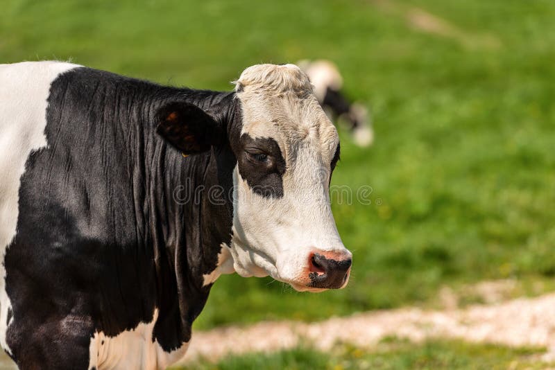 Portrait of a Cow on a Green Pasture Stock Photo - Image of grass ...