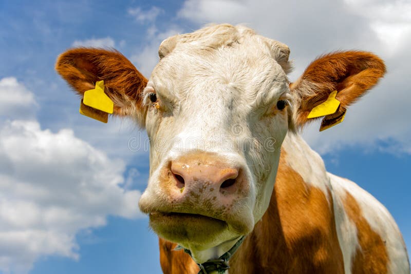 The Portrait of a Cow Looking into Camera Stock Image - Image of bovine ...