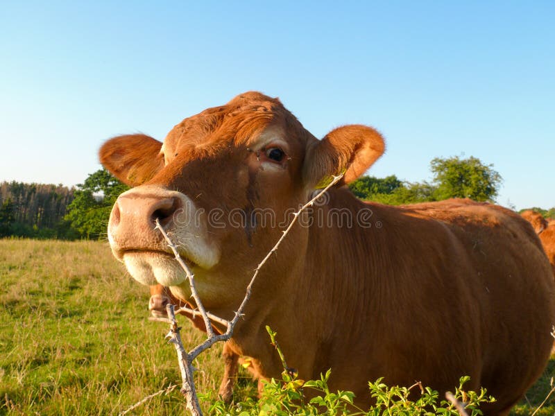 And the cow goes moo stock photo. Image of white, meadow - 188681204