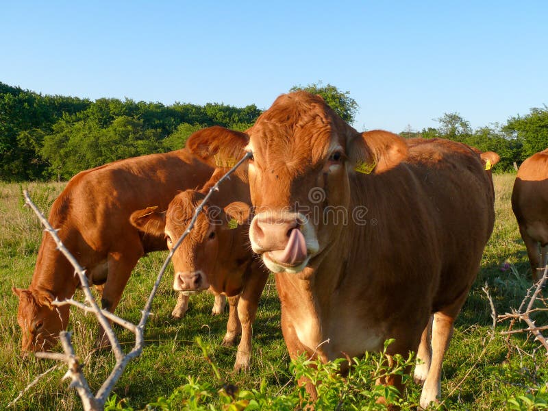 And the cow goes moo stock image. Image of green, portrait - 188681349