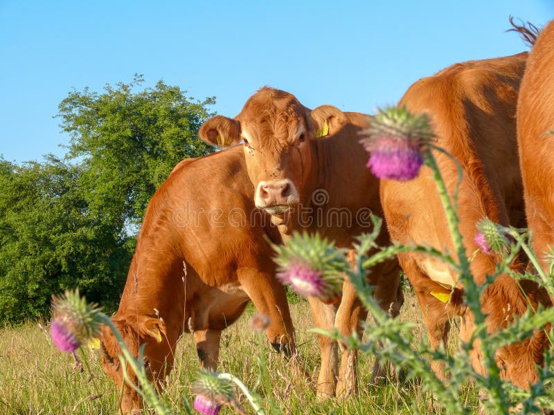 And the cow goes moo stock image. Image of white, summer - 188682219
