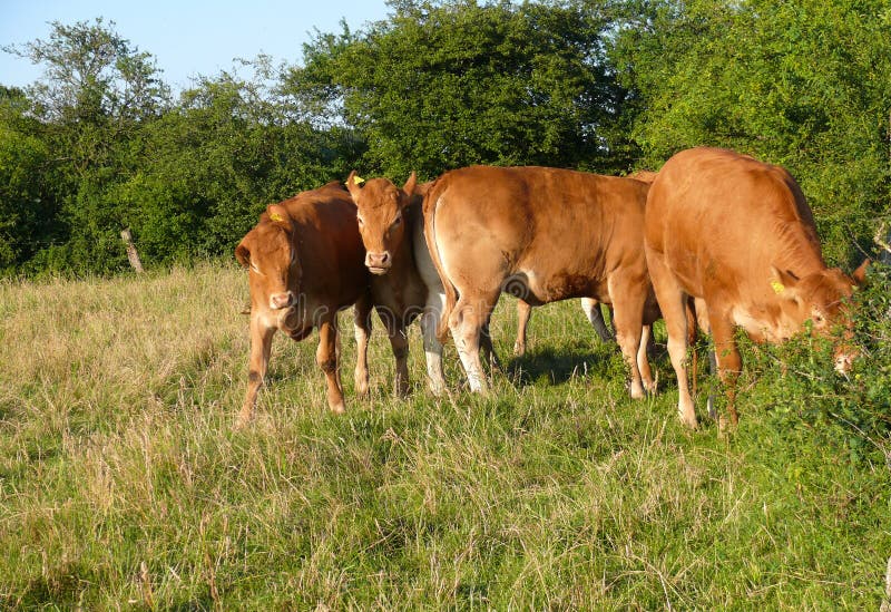 And the cow goes moo stock image. Image of dairy, pasture - 188682305