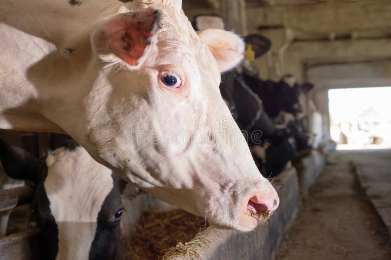 Portrait of Cows Feeding at Farm. Dairy Industry Stock Photo - Image of ...