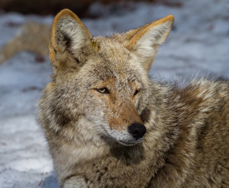 Coyote Portrait stock image. Image of canine, animal, growl - 66647