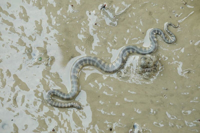 Portrait of a Crab Eater Snake Stock Image - Image of natural, long ...