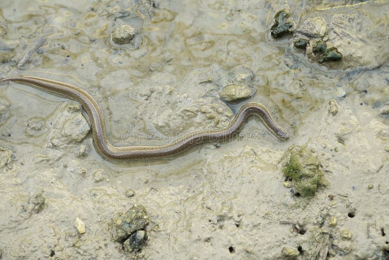 Portrait of a Crab Eater Snake Stock Photo - Image of tropical, snake ...