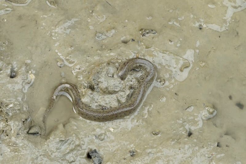 Portrait of a Crab Eater Snake Stock Photo - Image of reptile, animal ...