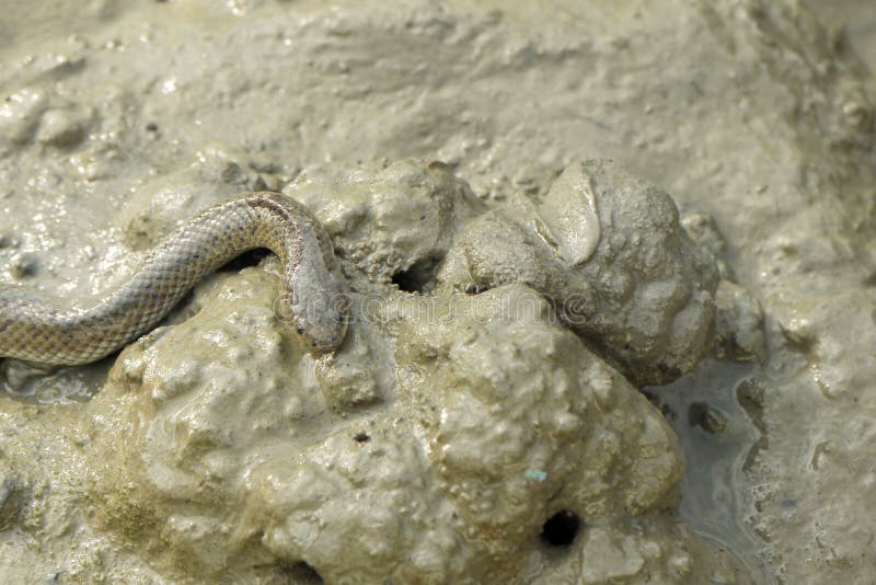 Portrait of a Crab Eater Snake Stock Photo - Image of mangrove, crab ...