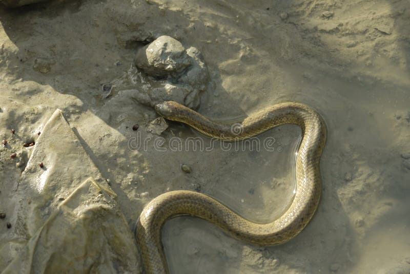 Portrait of a Crab Eater Snake Stock Image - Image of animal, wild ...