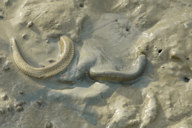 Portrait of a Crab Eater Snake Stock Photo - Image of crab, eater: 65820980