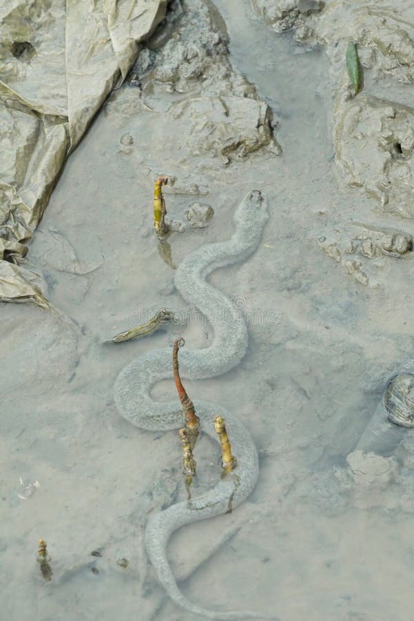 Portrait of a Crab Eater Snake Stock Photo - Image of malaysia, tropic ...
