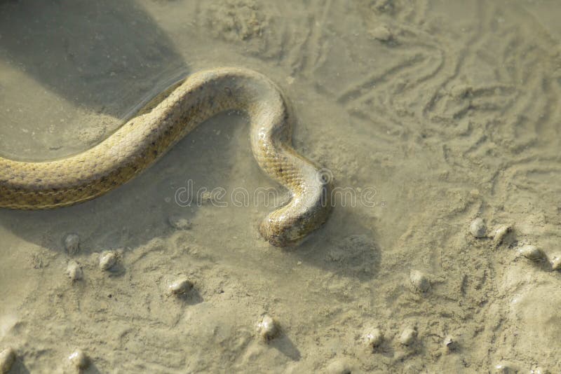 Portrait of a Crab Eater Snake Stock Photo - Image of crab, wildlife ...