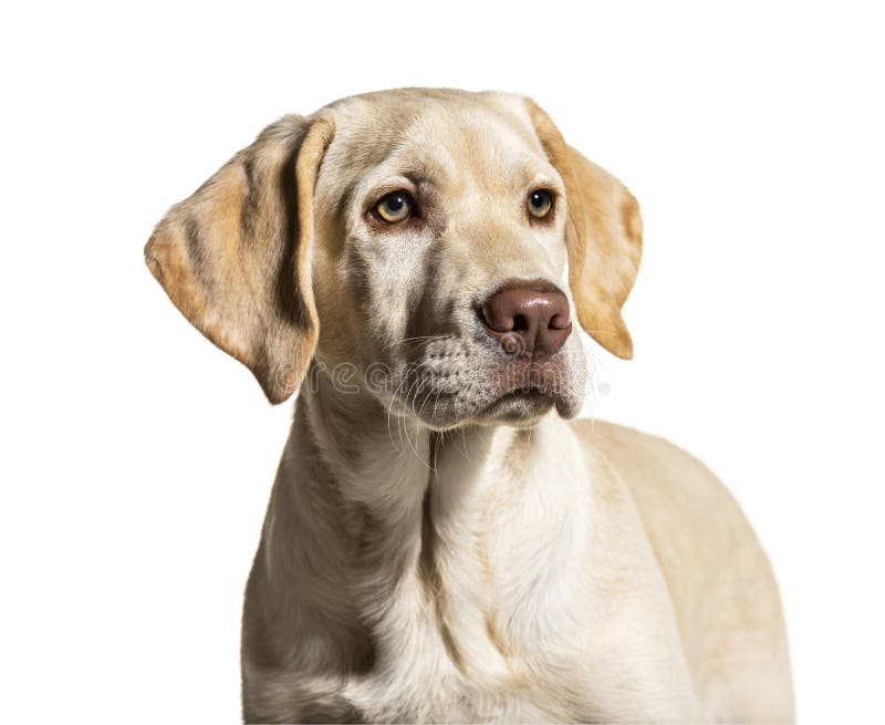 Cream Labrador in Front of White Background Stock Image - Image of ...