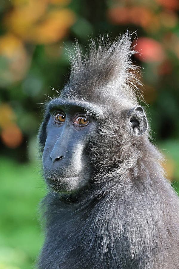 Portrait of Crested Macaque (Macaca Nigra) Close Up Stock Image - Image ...
