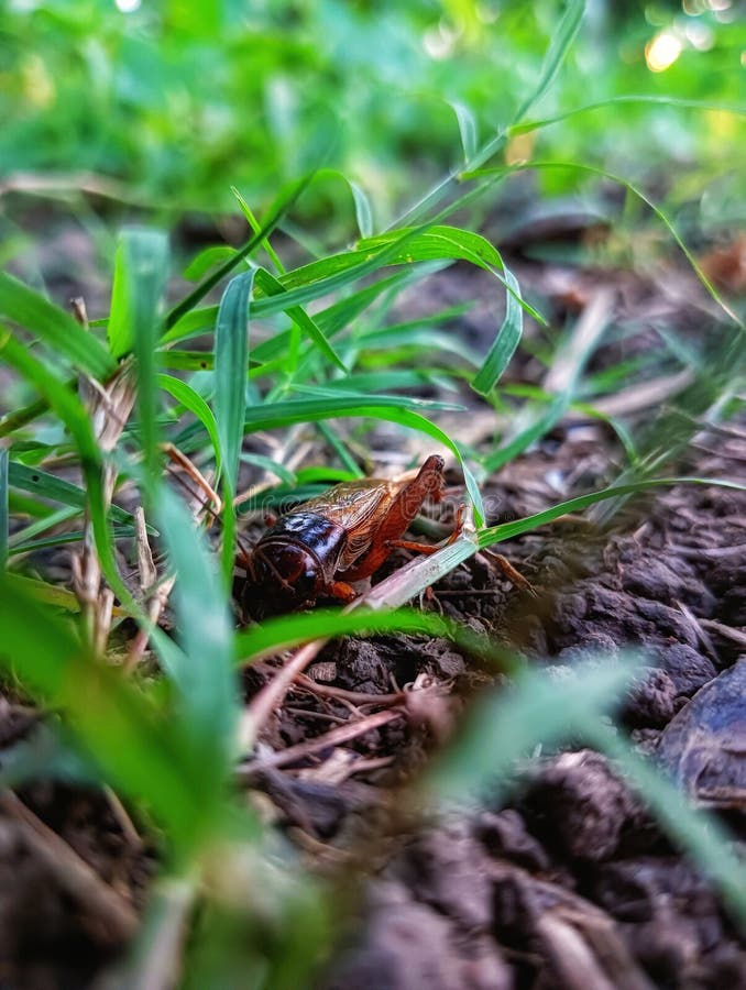 Portrait of a Cricket in the Grass Stock Photo - Image of indones ...