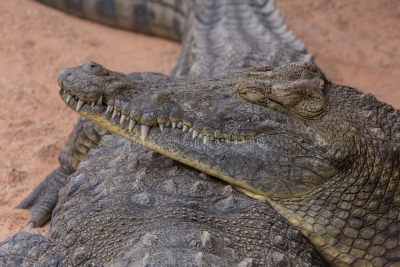 Portrait of a crocodile stock photo. Image of nature - 38172748