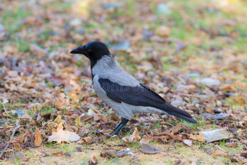 Crow on the autumn leaves stock image. Image of crow - 34614103