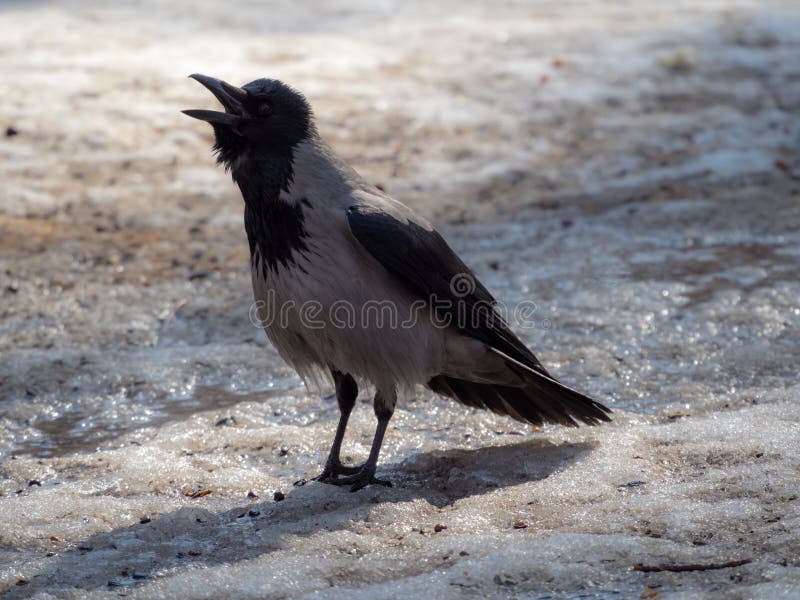 Portrait of a crow stock photo. Image of nature, bird - 244313402