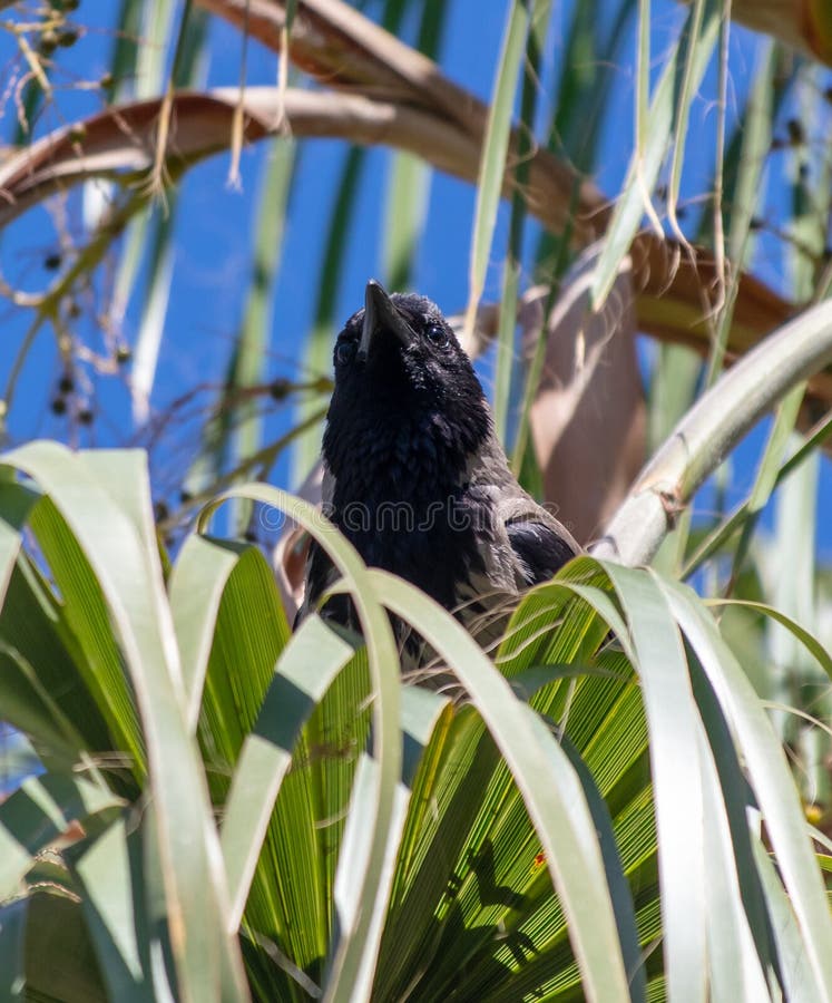 Portrait of a Crow in Palm Leaves. Stock Photo - Image of crow, leaves ...