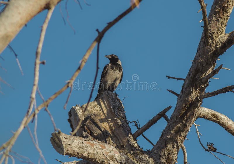 Portrait of a Crow Perched on a Tree Trunk Stock Photo - Image of sunny ...