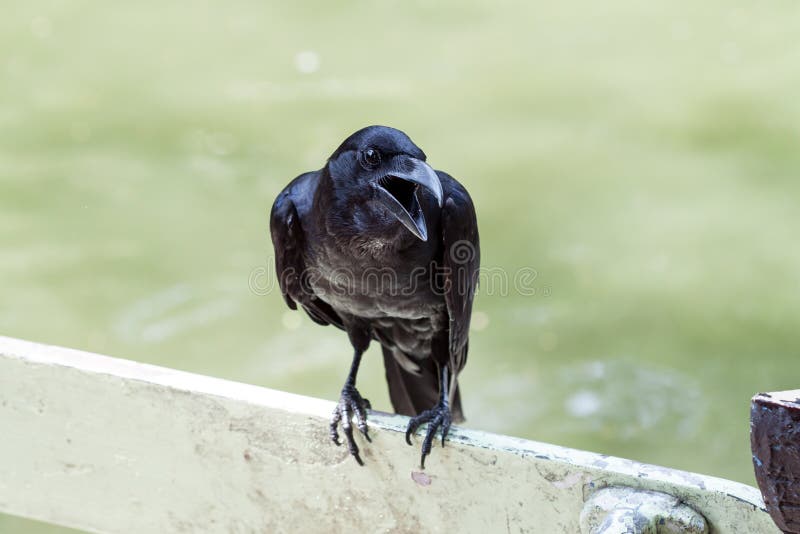 Portrait of a crow stock image. Image of birding, common - 53214053