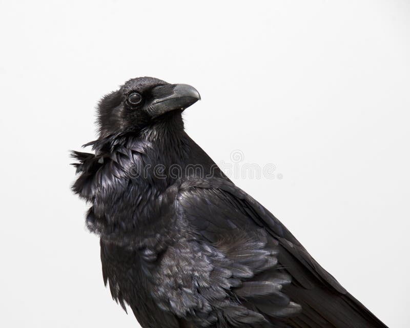 Portrait of a crow stock photo. Image of carrion, looking - 108902548