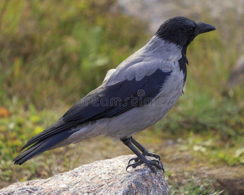 Portrait of a Crow Sitting on Stone Stock Photo - Image of crow ...