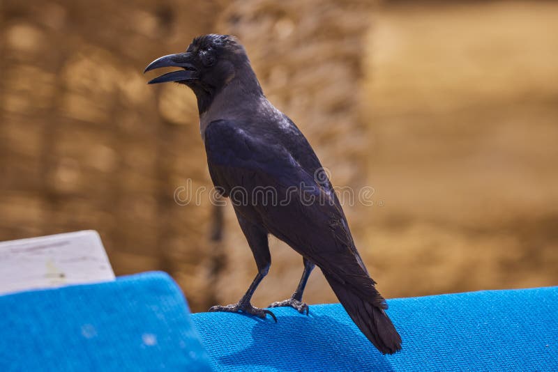 Portrait of a crow sitting stock photo. Image of wildlife - 220902434