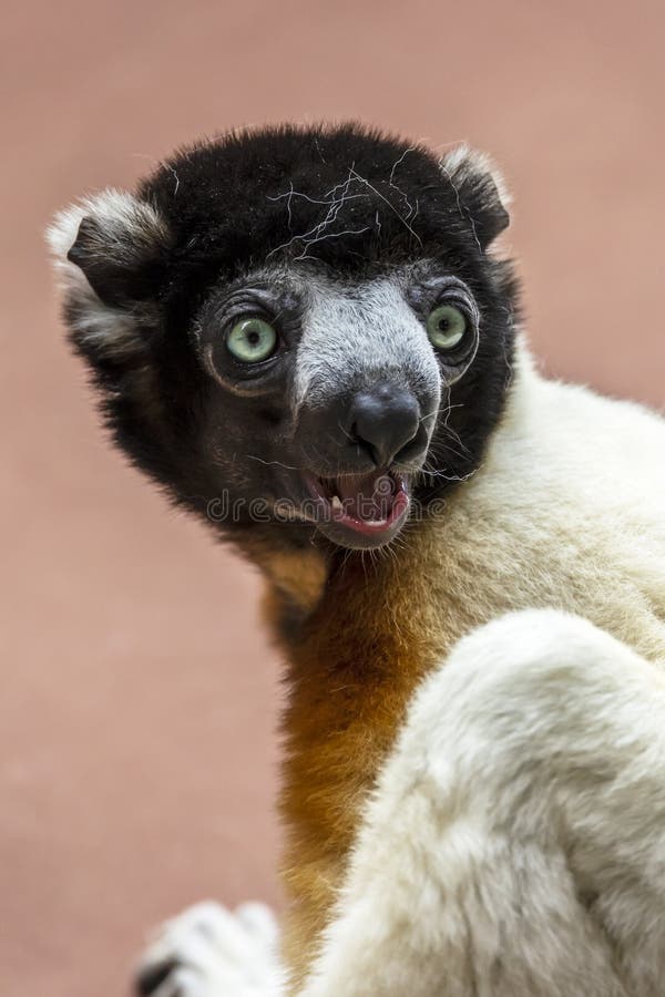 Portrait of a Crowned Sifaka Stock Photo - Image of vertical ...