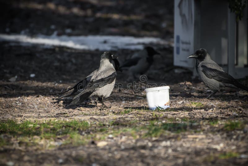 Portrait of Crows Eating in Zoo Stock Photo - Image of birds, crows ...