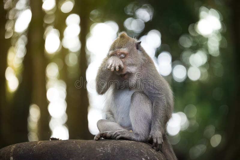 Portrait of a Crying Monkey. Stock Image - Image of brown, nature: 97435793