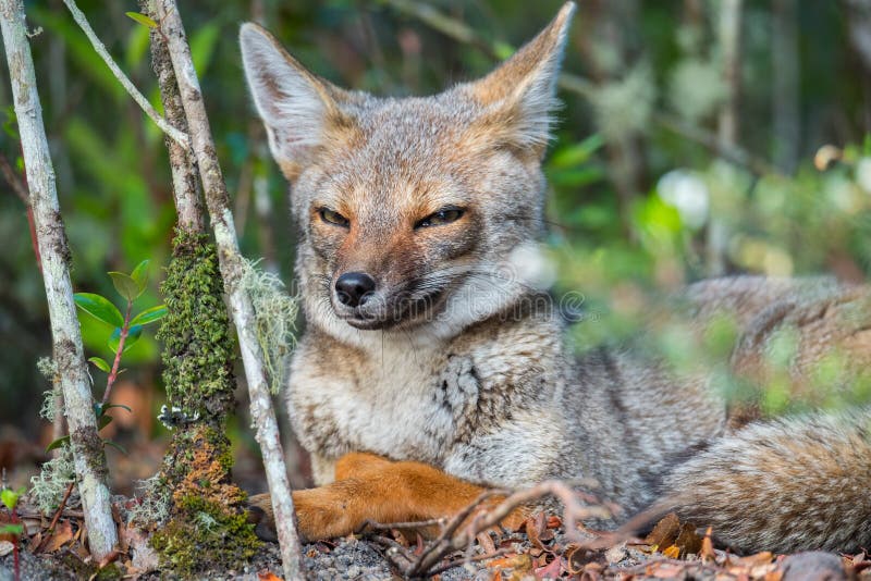 Portrait of the Cunning Fox Stock Image - Image of young, natural ...