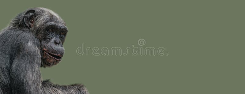 Portrait of Serious Chimpanzee in Profile at White Background, Closeup ...