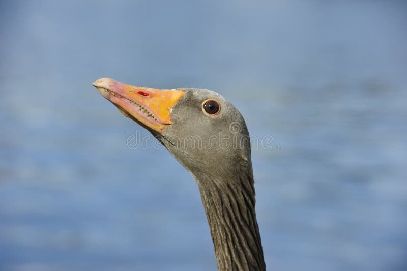 Curious goose stock photo. Image of legs, search, wing - 126203150