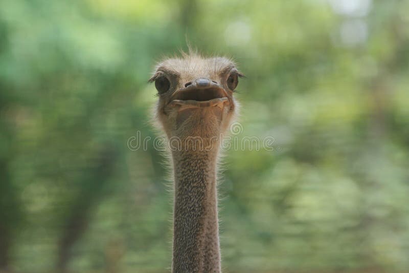 Portrait of Curious Ostrich Face Stock Image - Image of looking ...