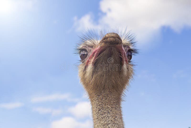 Portrait of a Curious Ostrich Stock Photo - Image of farm, feather ...