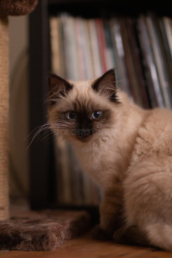 Portrait of a Curious Sacred Cat of Burma Sitting on the Floor Stock ...
