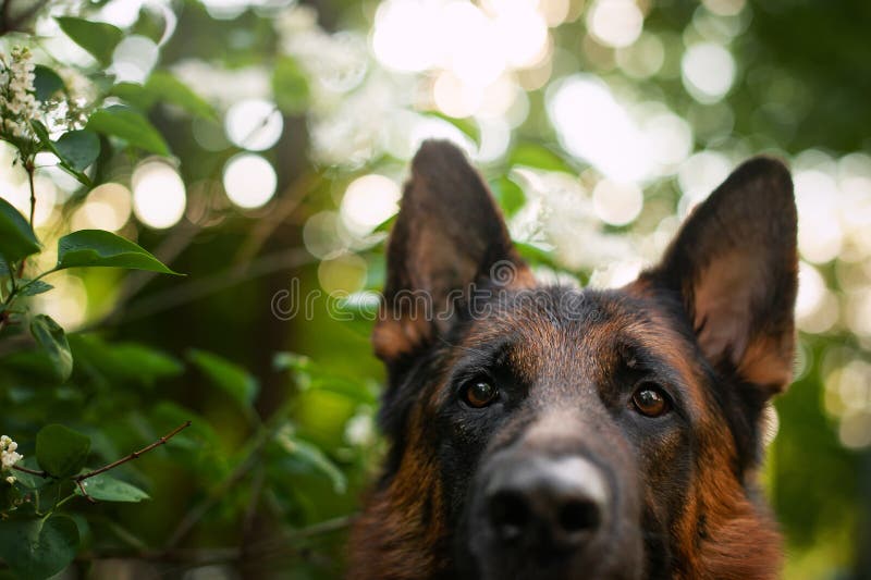Portrait of a Curious Smart German Shepherd Dog Stock Photo - Image of ...